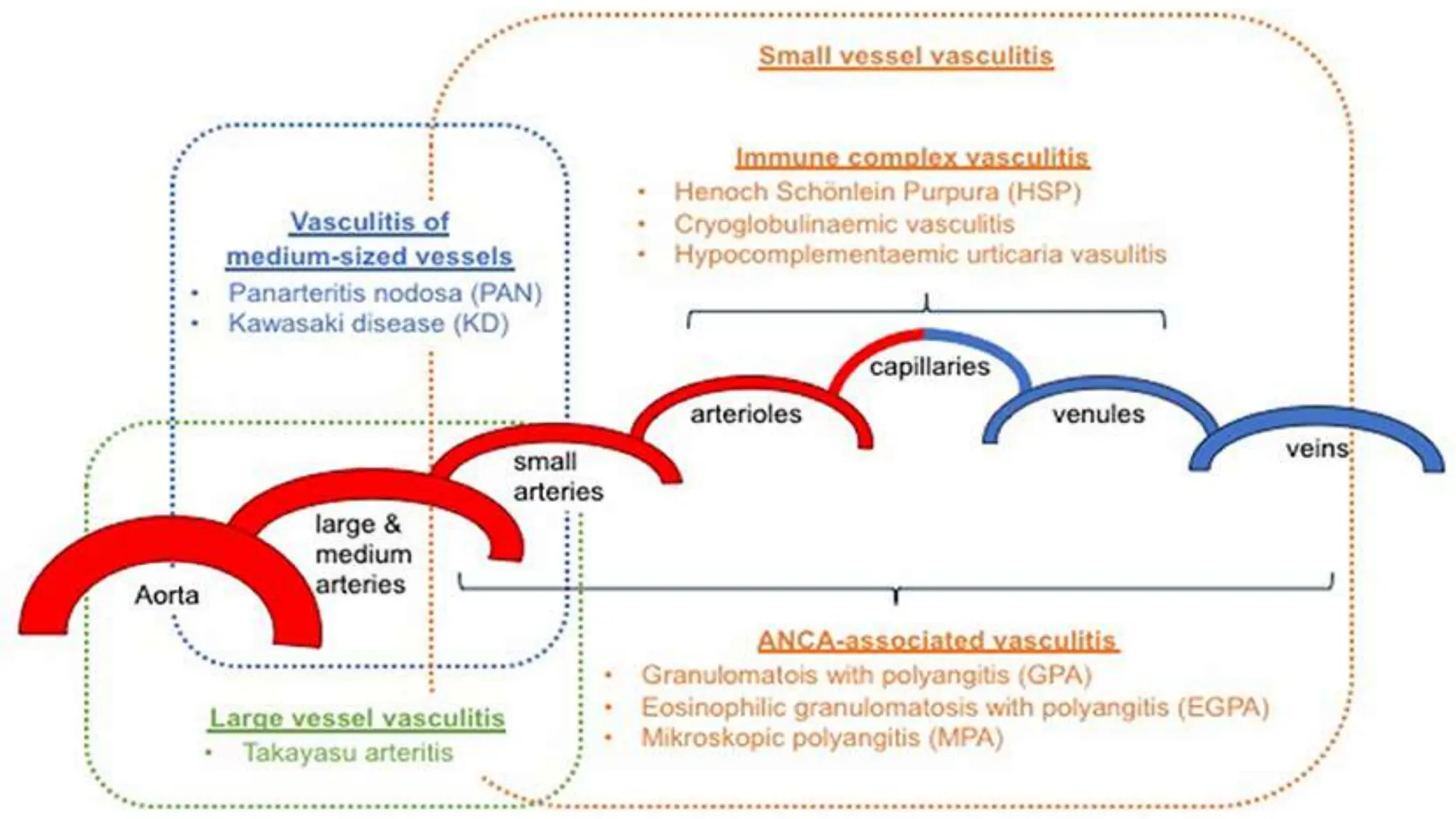VASCULITIS.pptx