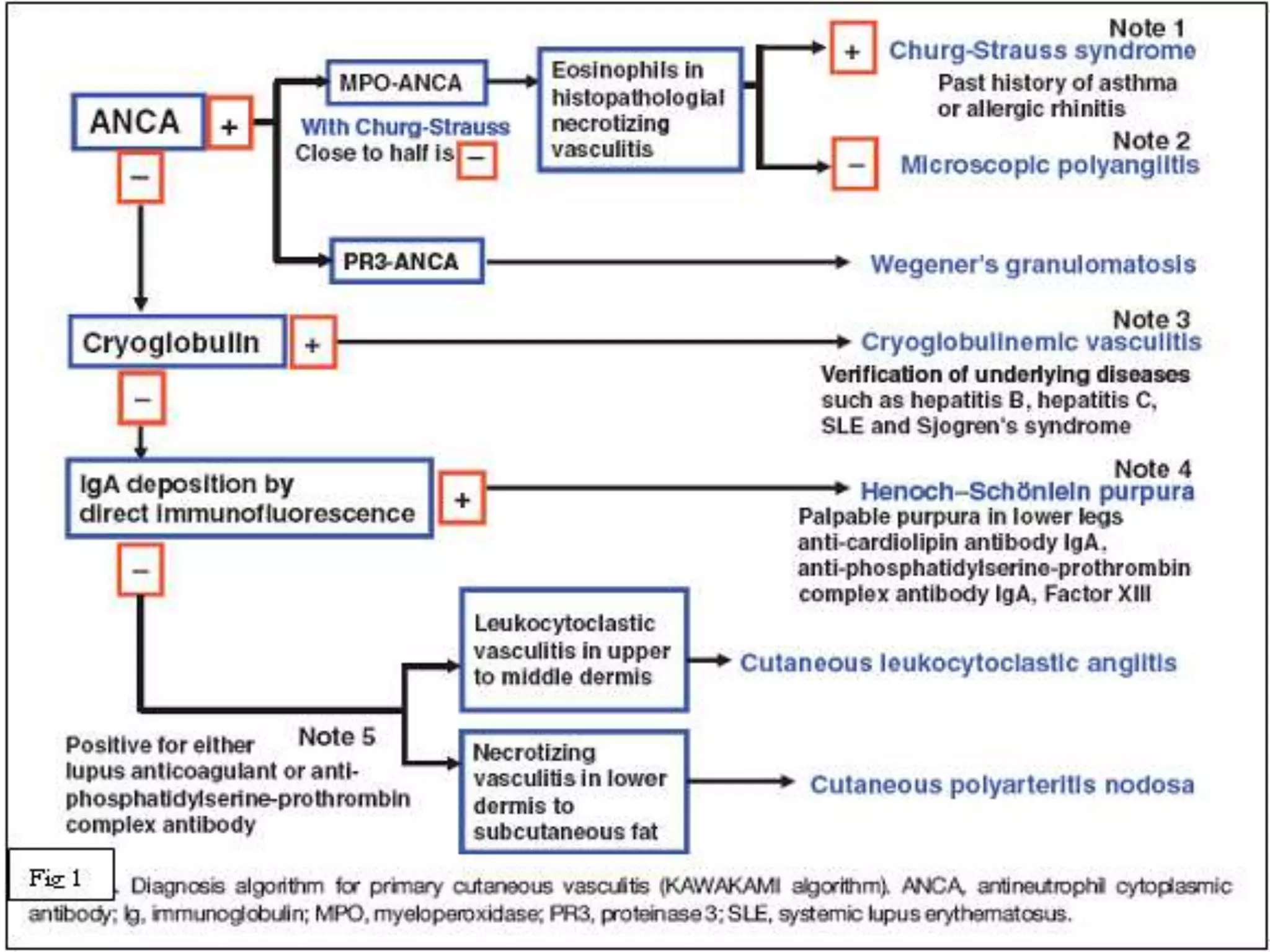 Vasculitis An Approach Pptx