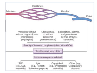 Vasculitis pathology | PDF