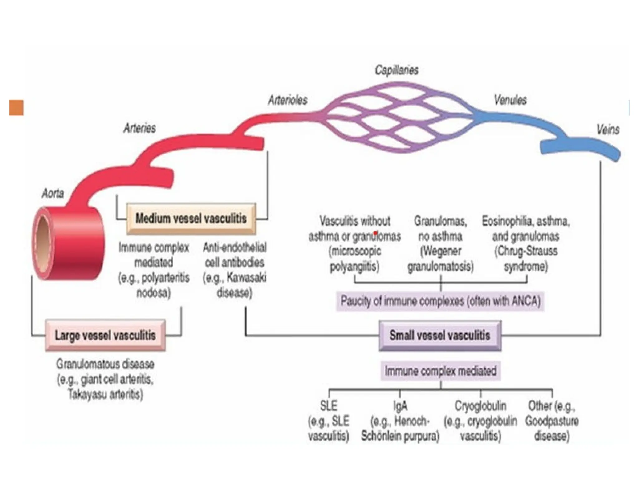 vasculitis blood vessel pathology imp pdf | PPT