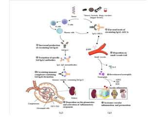vasculitis blood vessel pathology imp pdf | PPT
