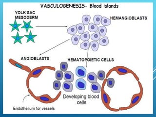 Vasculogenesis Dr Patrianef2019 Pptx