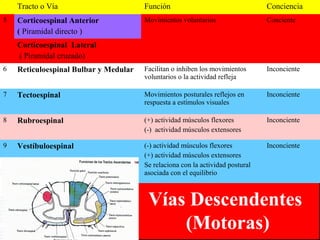 Vías de conducción nerviosa | PPT