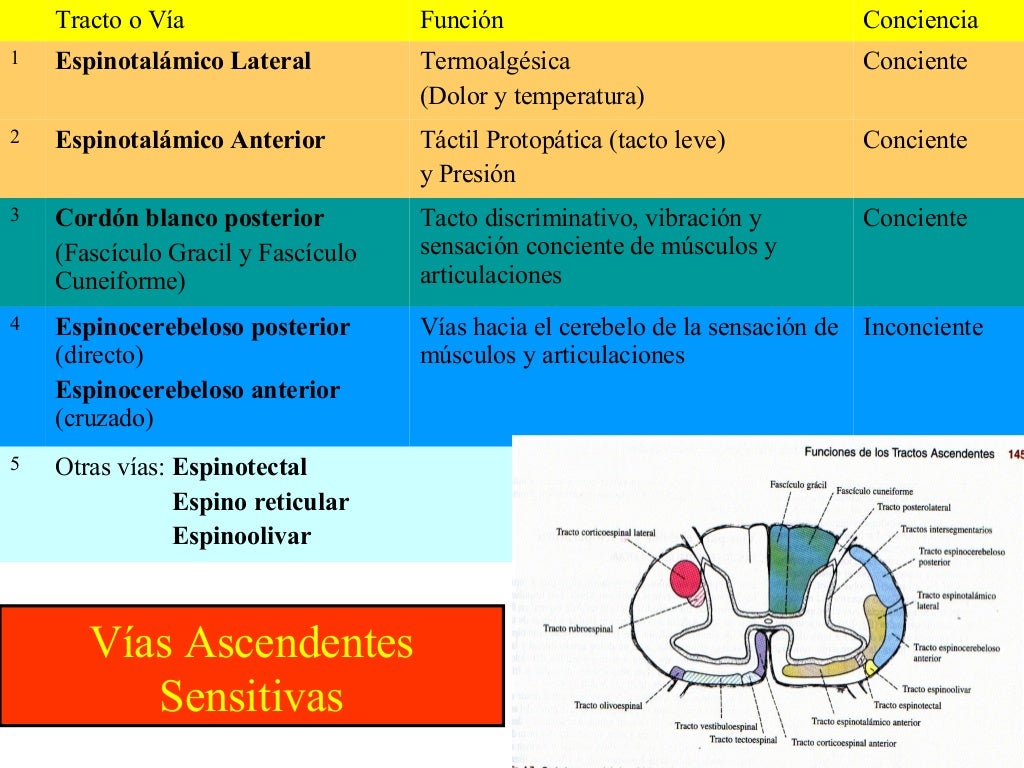 Vías de conducción nerviosa
