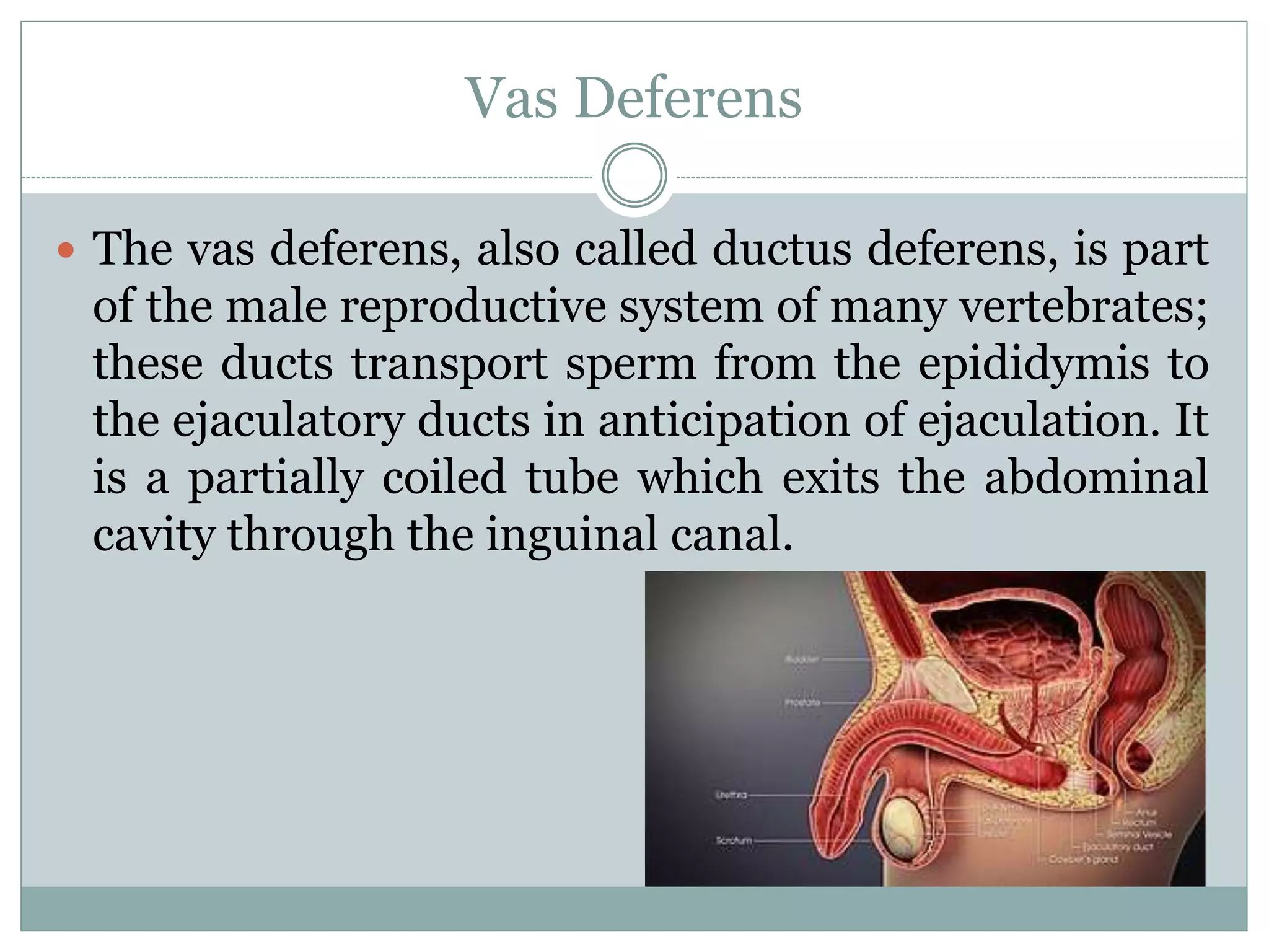 Vas deferens | PPTX
