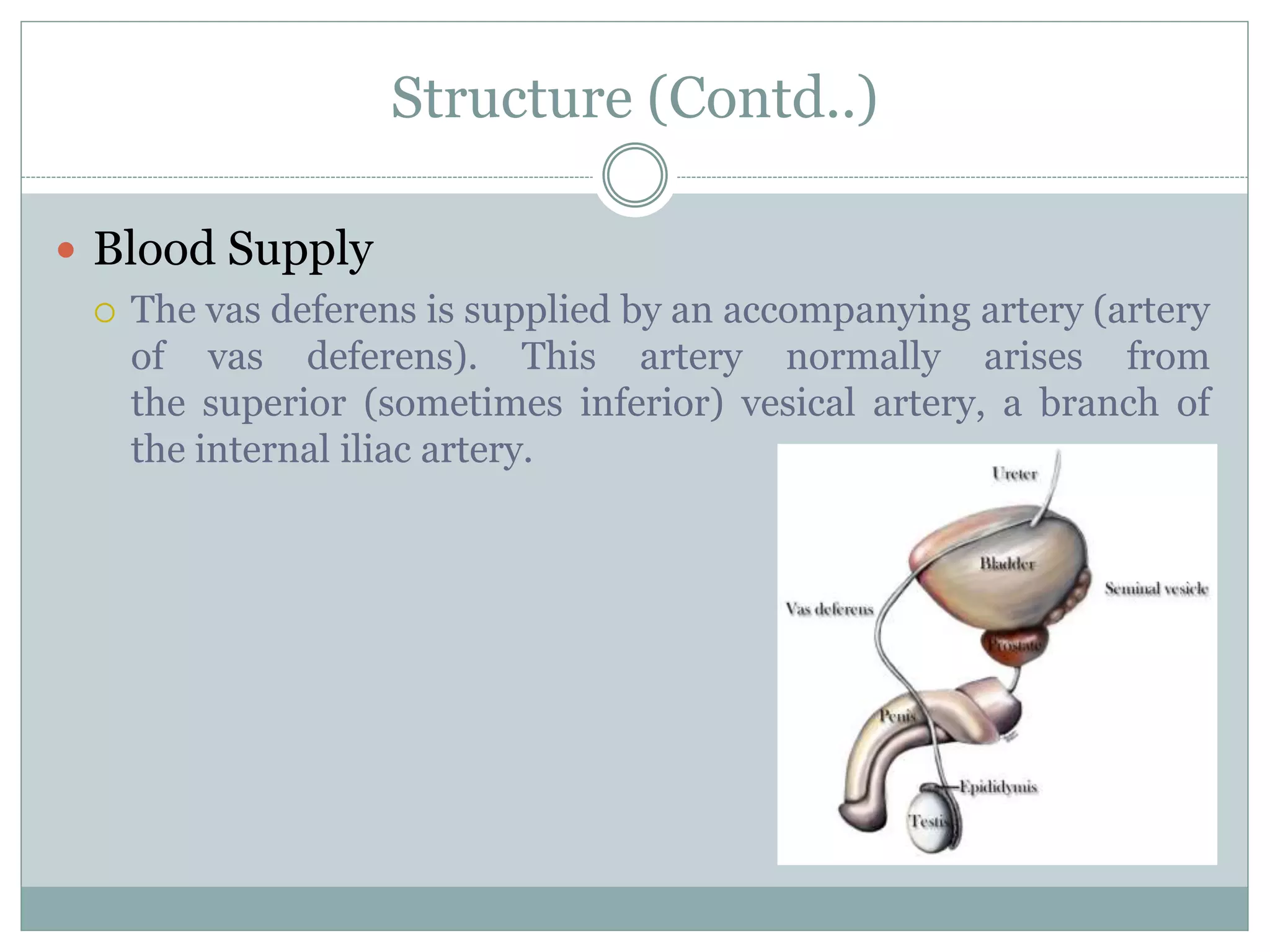 Vas deferens | PPTX
