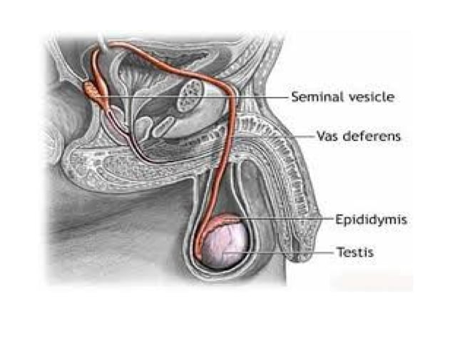 Vas Deferens Seminal Vesicle Ejaculatory Ducts