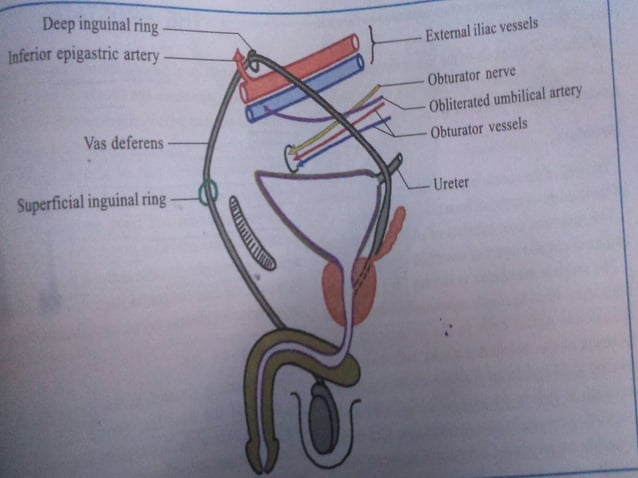 Vas deferens Seminal vesicle Ejaculatory ducts