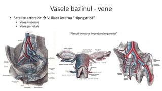 Vasele, limfaticele si nervii bazinului | PPTX