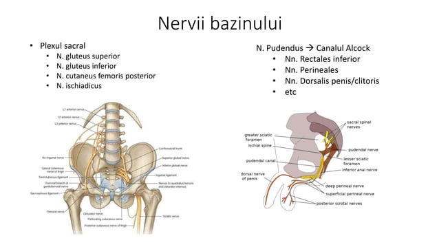 Vasele, limfaticele si nervii bazinului | PPT