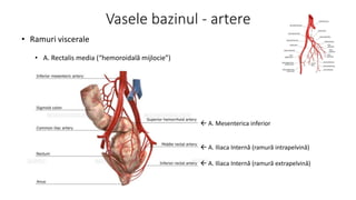 Vasele, limfaticele si nervii bazinului | PPT