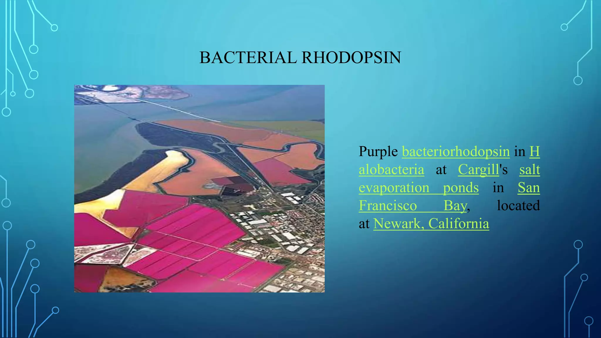 BACTERIAL RHODOPSIN. | PPTX