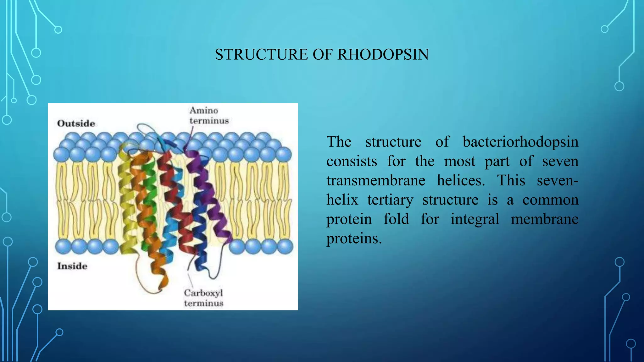 BACTERIAL RHODOPSIN. | PPTX