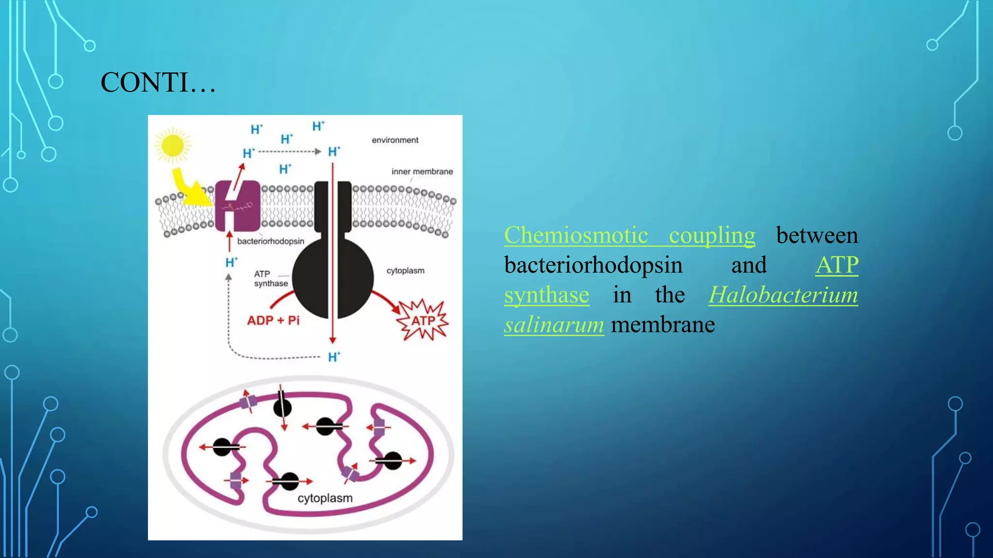 BACTERIAL RHODOPSIN. | PPTX