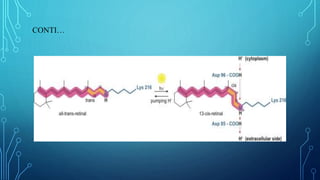 BACTERIAL RHODOPSIN. | PPTX