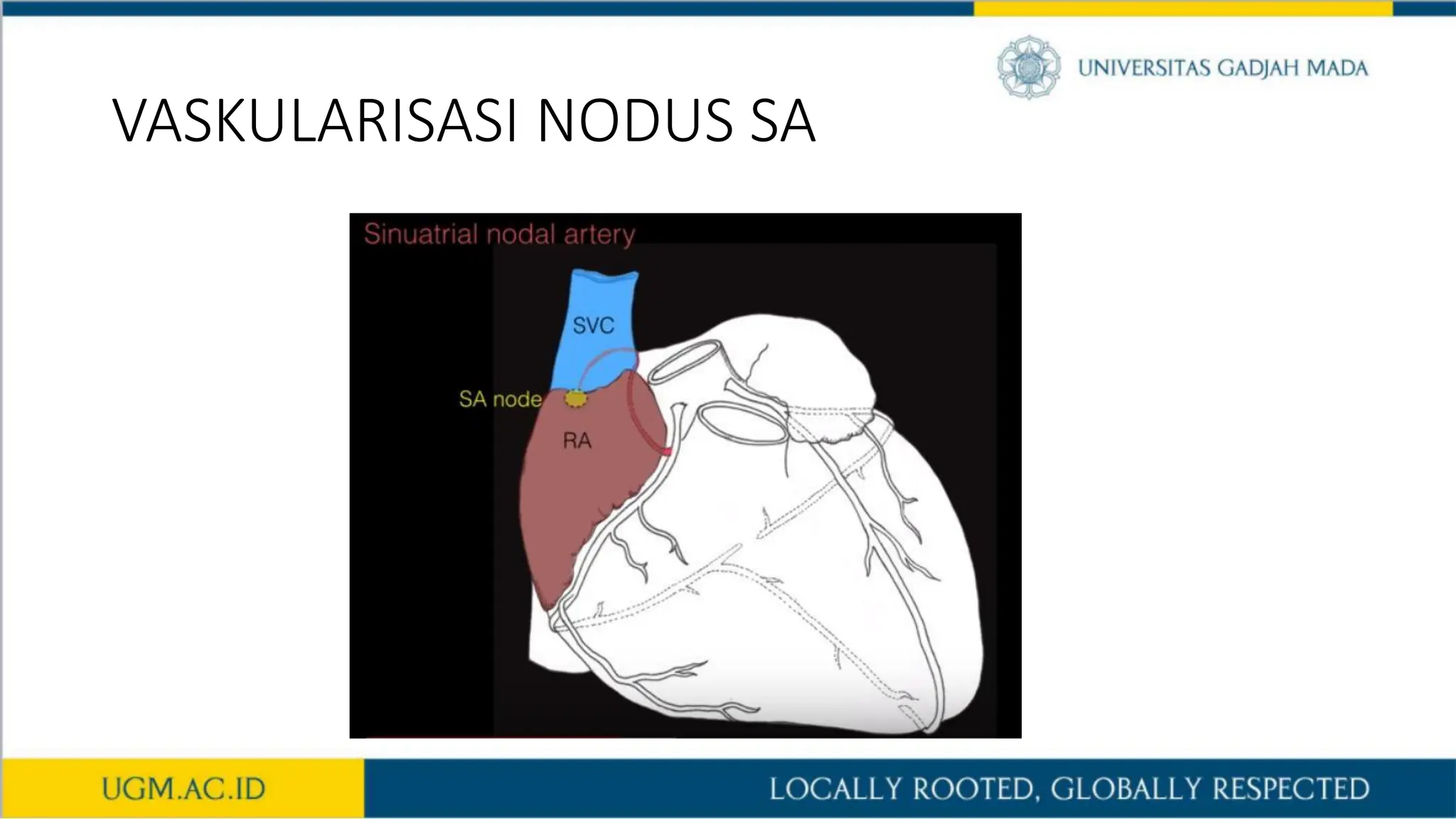 Vaskularisasi sistem konduksi jantung.pdf