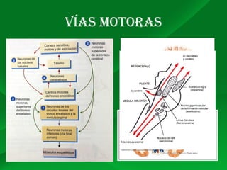 Vías motoras 2015 | PPT