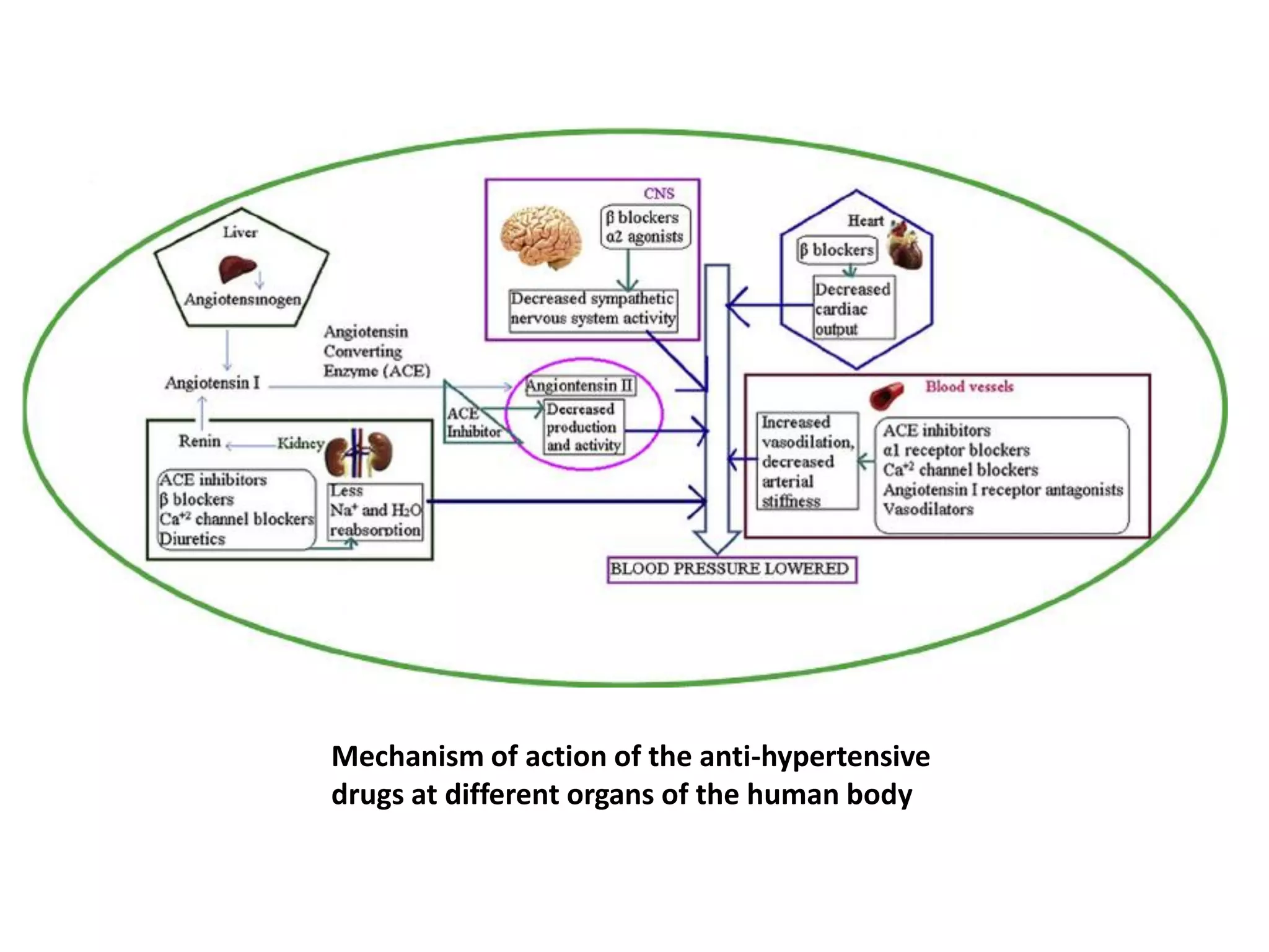 Vasodilators and antihypertensive agents-Dr.Jibachha Sah,M.V.Sc ...