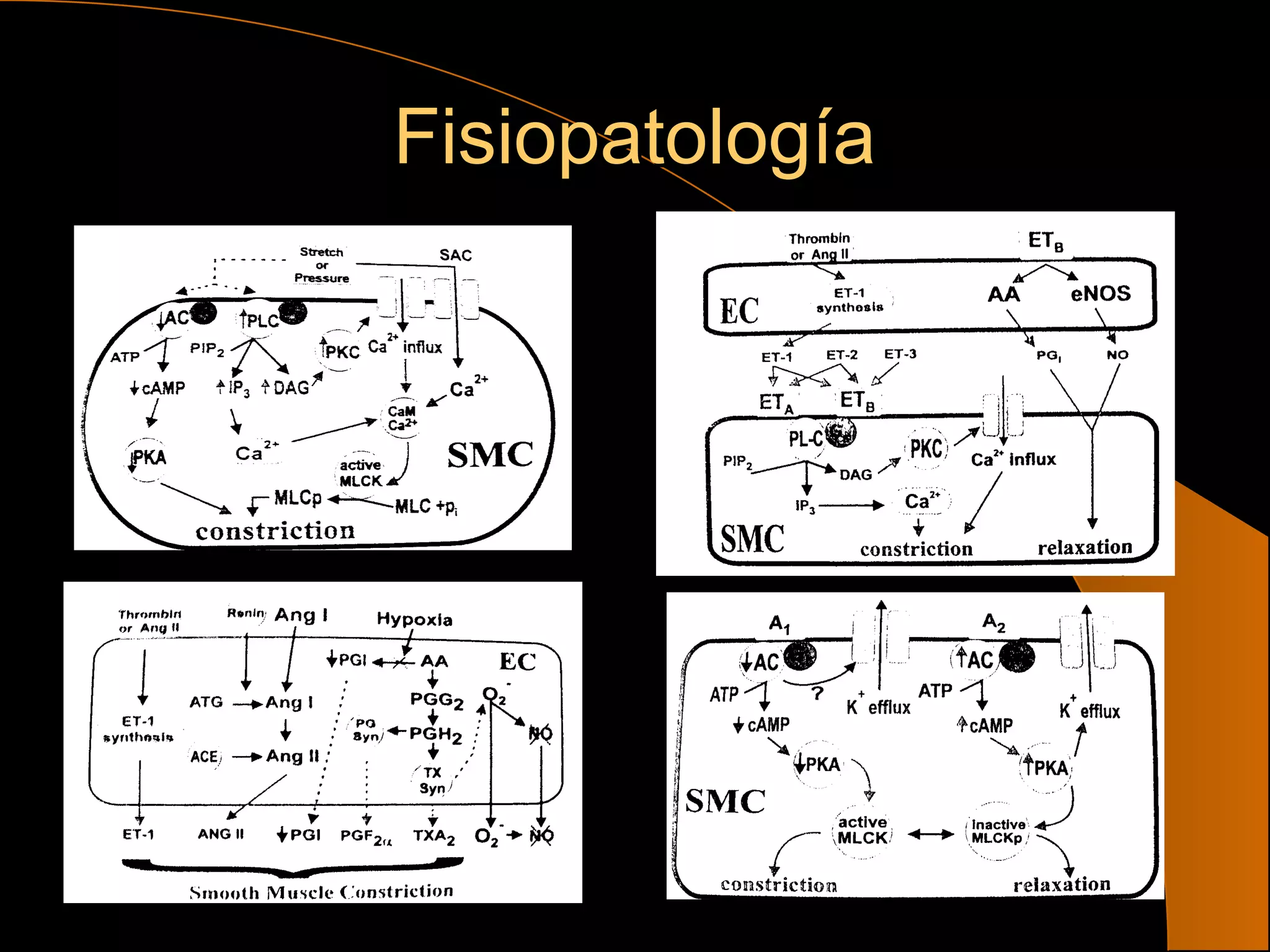 Vasoespasmo arterial cerebral. Fundamentos. | PPT