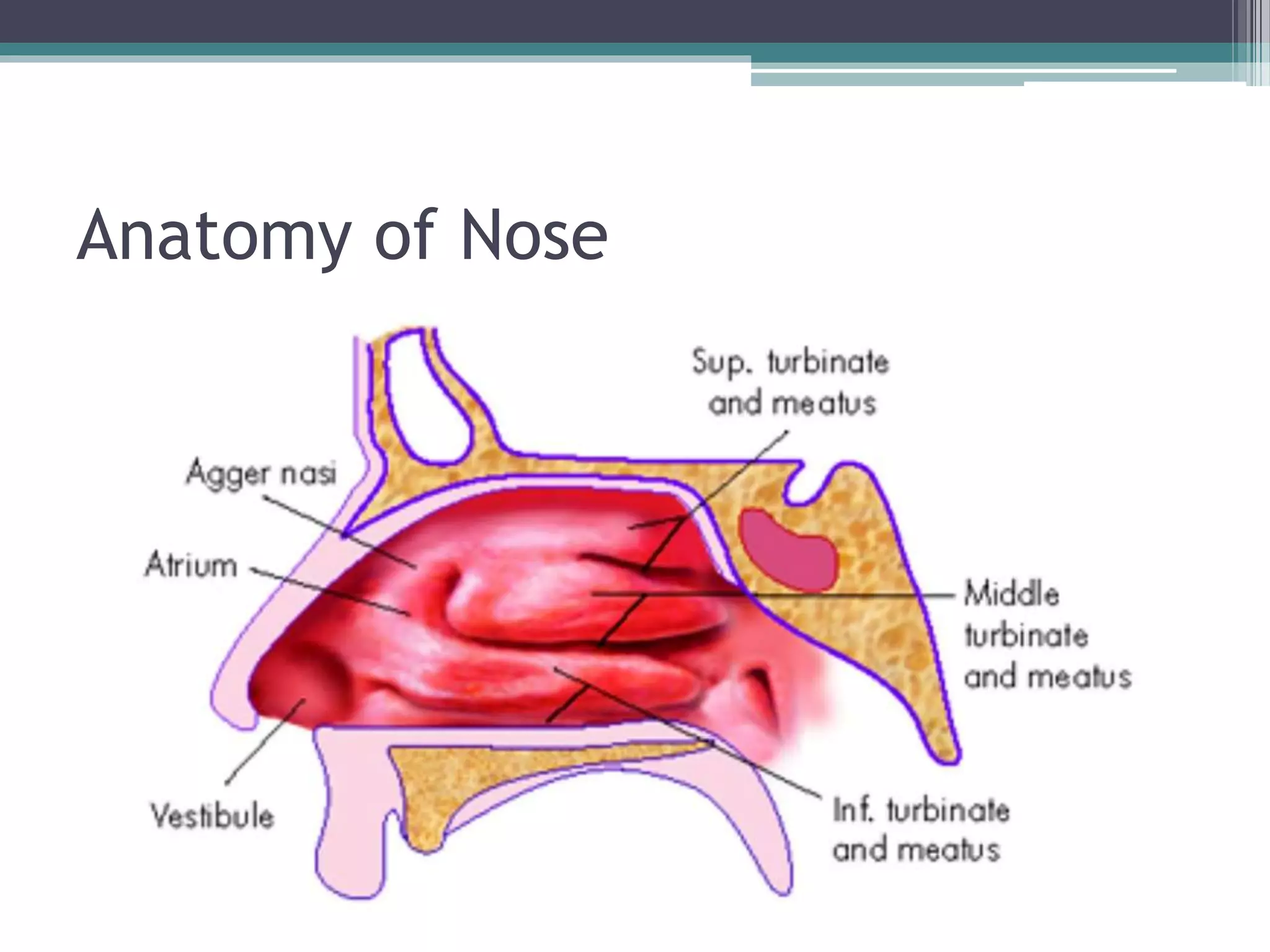 Vasomotor and atrophic rhinitis | PPTX