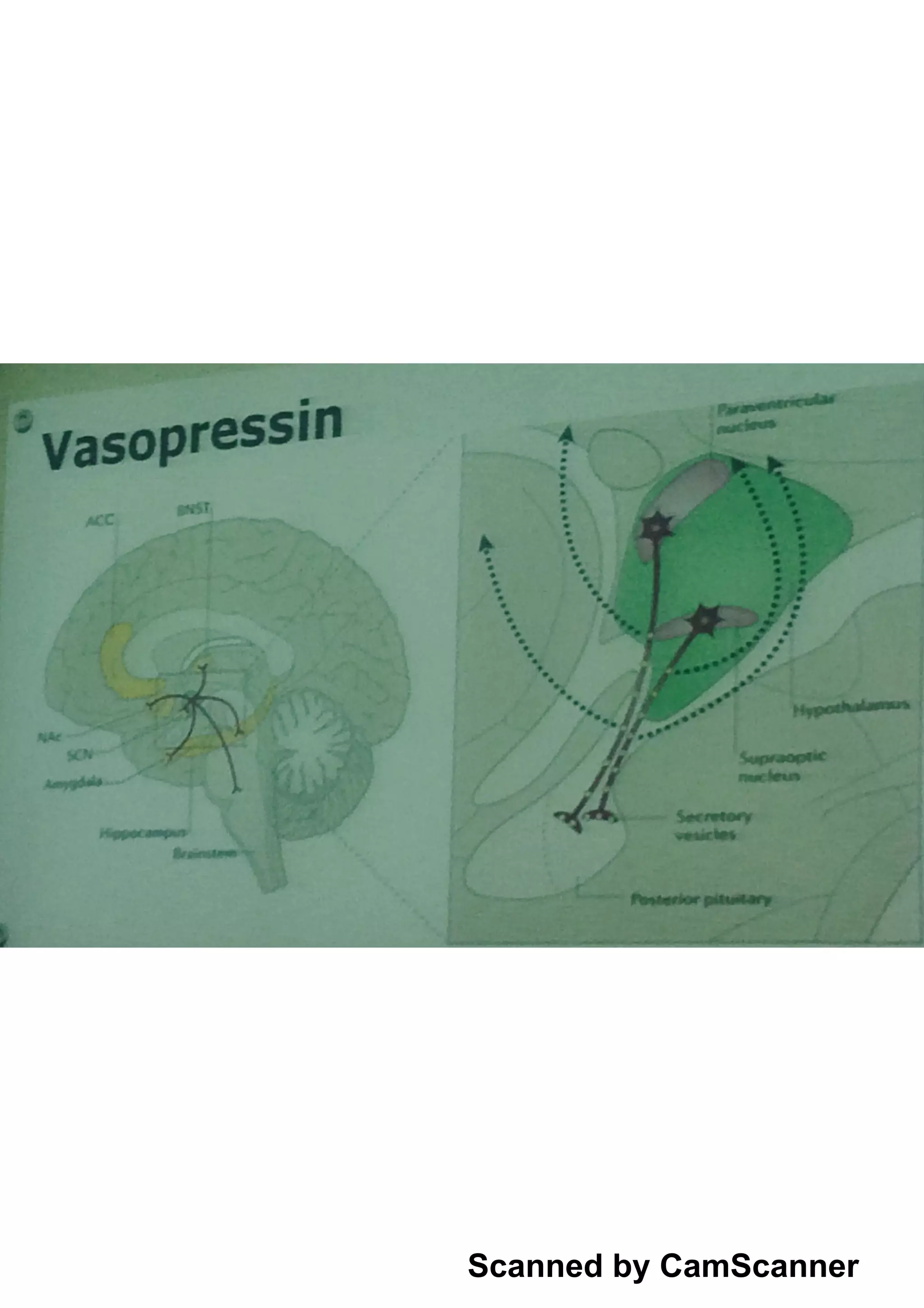 Vasopressin ( pharmacology) | PDF