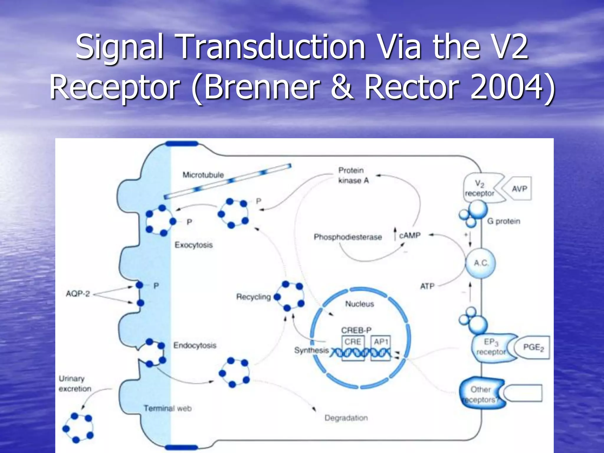 VASOPRESSIN RECEPTOR ANTAGONISTS | PDF