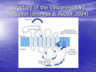 VASOPRESSIN RECEPTOR ANTAGONISTS | PDF