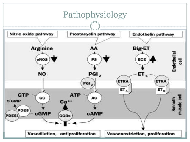Vasoreactive testing in pulmonary hypertension | PPT
