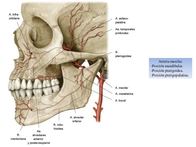 Vasos del sistema musculoesquelético de la cabeza