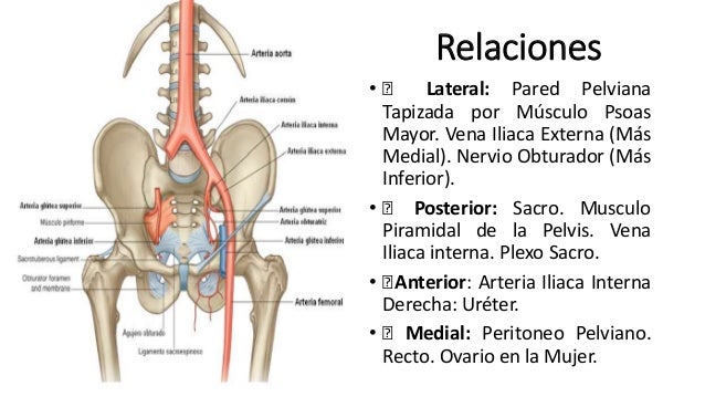 Arteria ilíaca: función, interna, externa, común y más – arteria iliaca ...