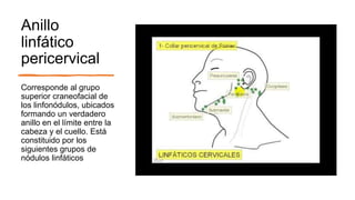 Vasos Linfáticos de Cabeza y Cuello.pptx