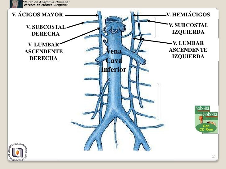 Vasos nerviospared torax