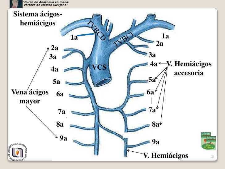 Vasos nerviospared torax