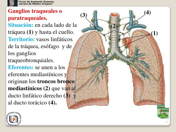 Vasos nerviospared torax