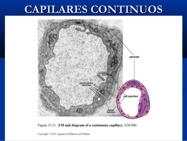 Histología de vasos sanguineos