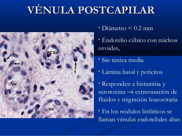 Histología de vasos sanguineos