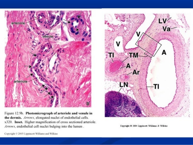Histología de vasos sanguineos