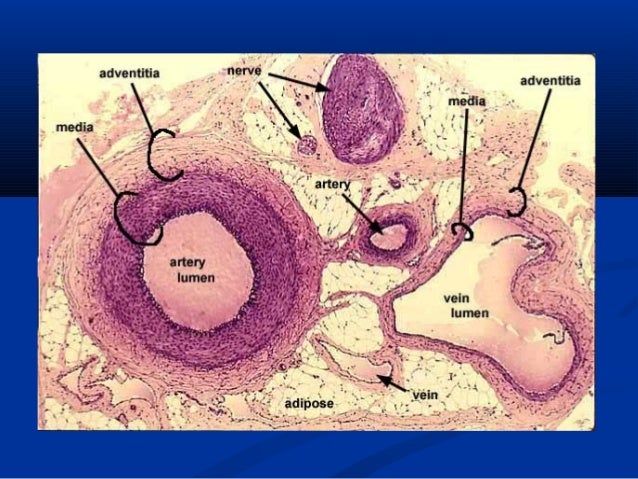 Histología de vasos sanguineos