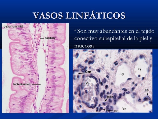 Histología de vasos sanguineos