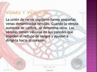 Vasos sanguineos | PPTX
