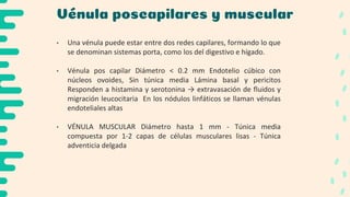 Vasos sanguíneos y linfáticos | PPTX