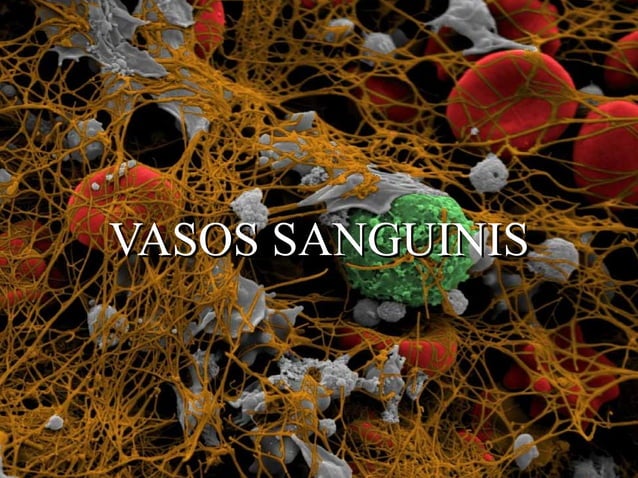 Vasos Sanguinis | PPT