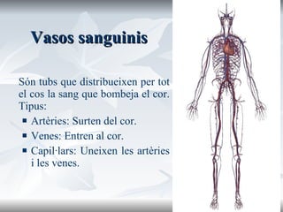 Vasos Sanguinis | PPT