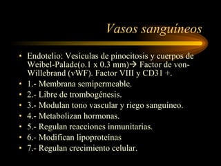 Vasos sanguíneos | PPT