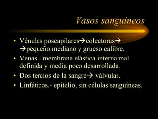 Vasos sanguíneos(2) | PPT