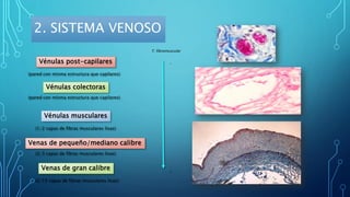 Vasos sanguíneos definitivo | PDF