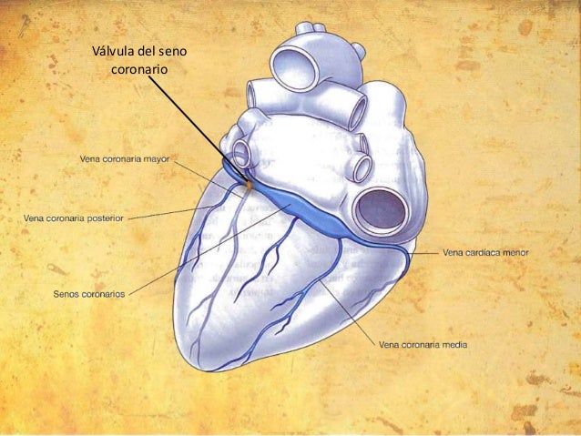 Vasos y nervios del corazon