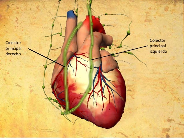 Vasos y nervios del corazon