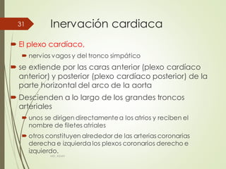 Vasos y nervios del corazon | PDF