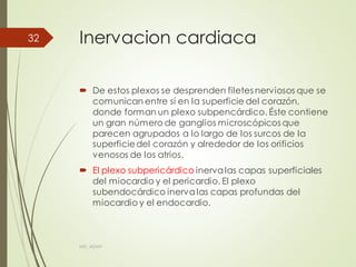 Vasos y nervios del corazon | PDF
